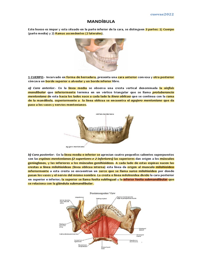 Hueso Mandibular | PDF | Anatomía humana | Sistema musculoesquelético