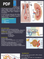 Valores Normales de Urea y Creatinina | PDF | Relaciones personales ...