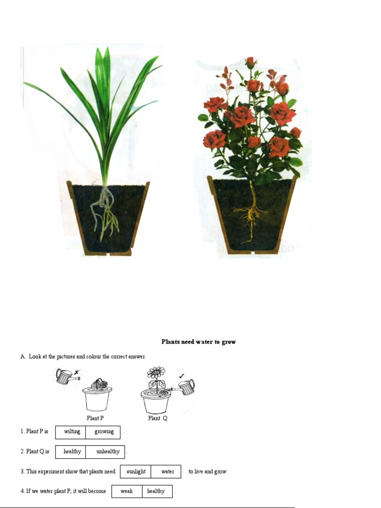 Plants Need Water To Grow | PDF | Plants | Botany