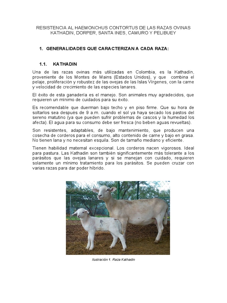 Resistencia de razas ovinas a Haemonchus | PDF | Oveja