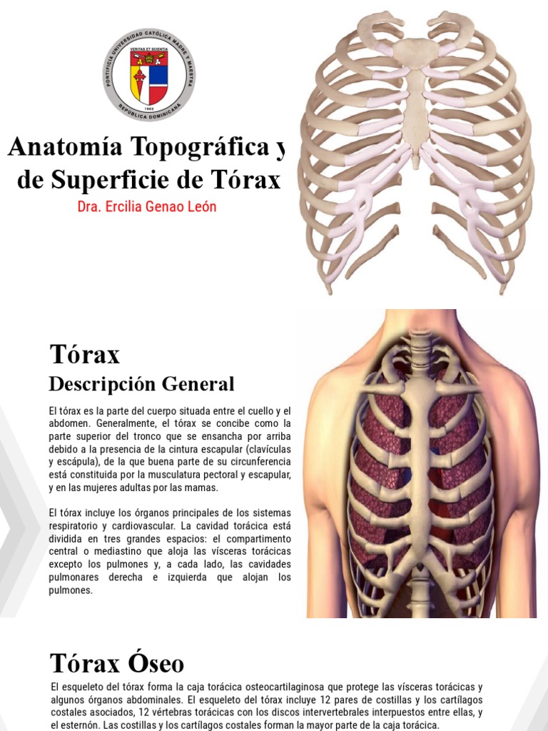 TORAX | PDF | Tórax | Pulmón