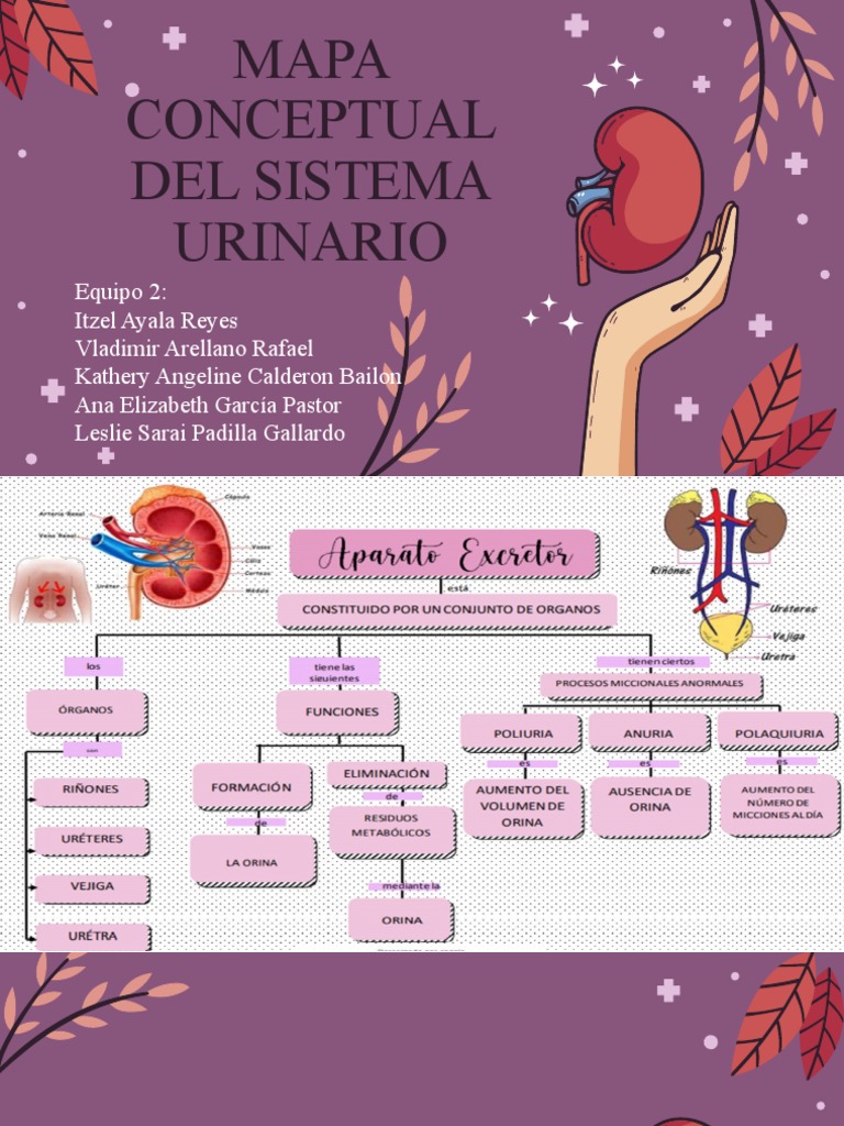 Sistema Urinario Mapas | PDF | Riñón | Vejiga urinaria