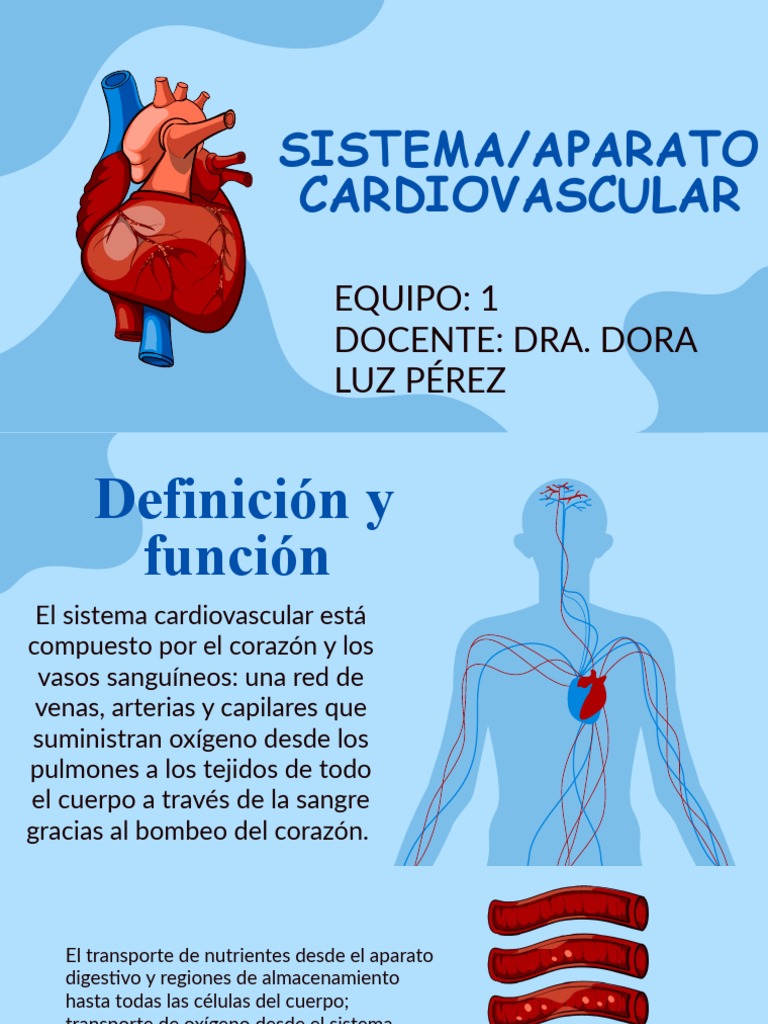 Sistema Cardiovascular | PDF | Corazón | Sistema circulatorio