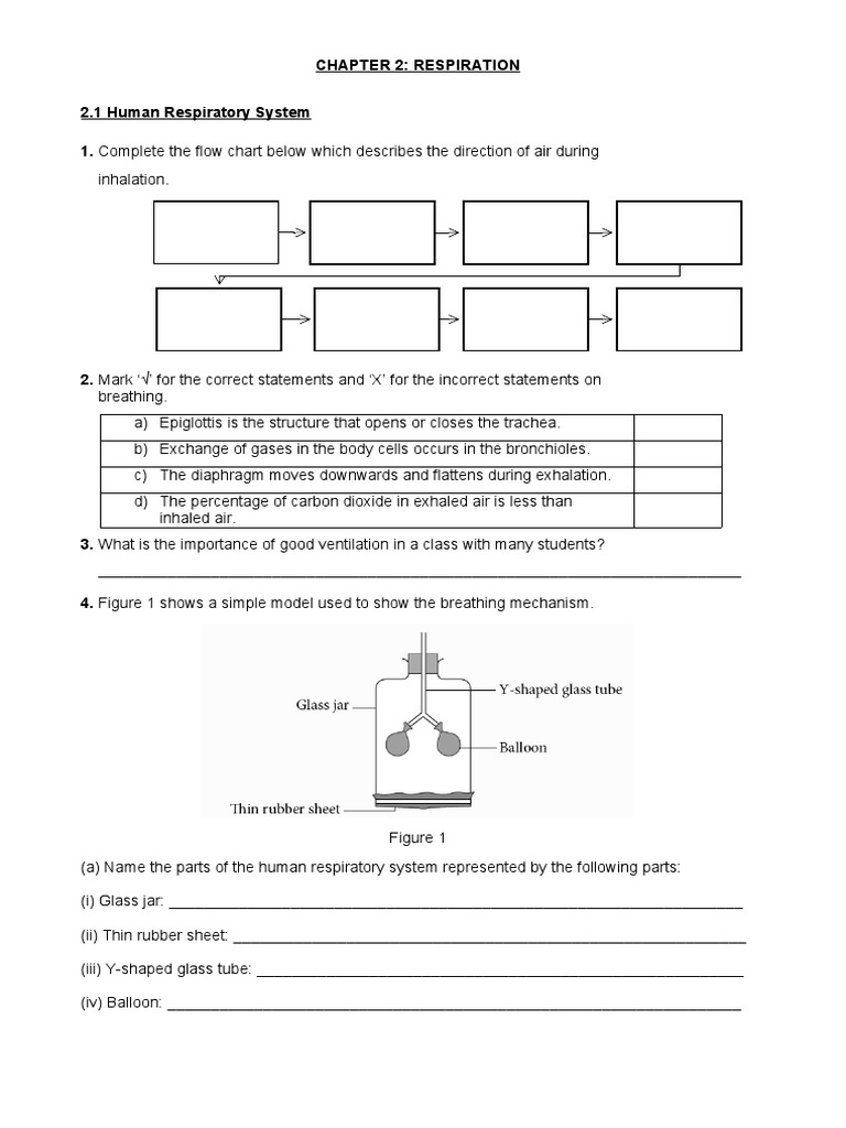 CHAPTER 2 - Textbook Exercise | PDF | Breathing | Respiratory System