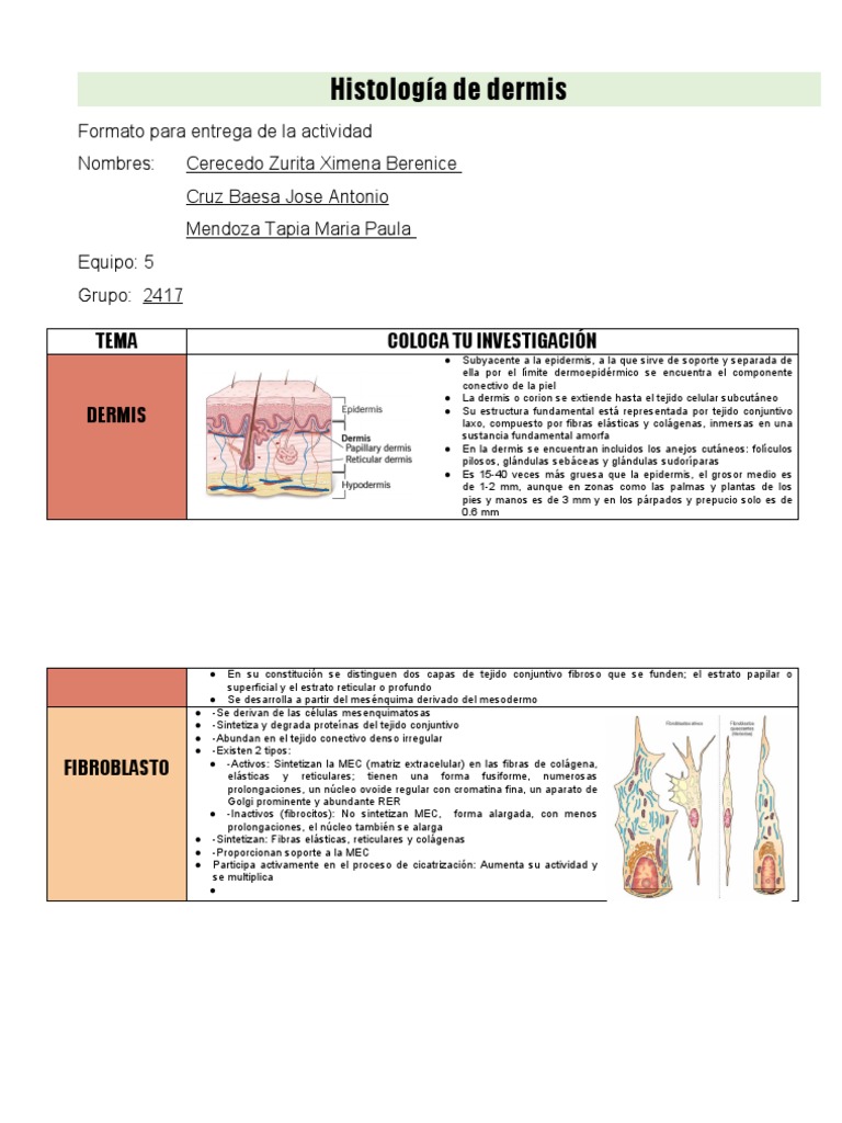 Histología de Dermis | PDF | Tejido conectivo | Tejido adiposo
