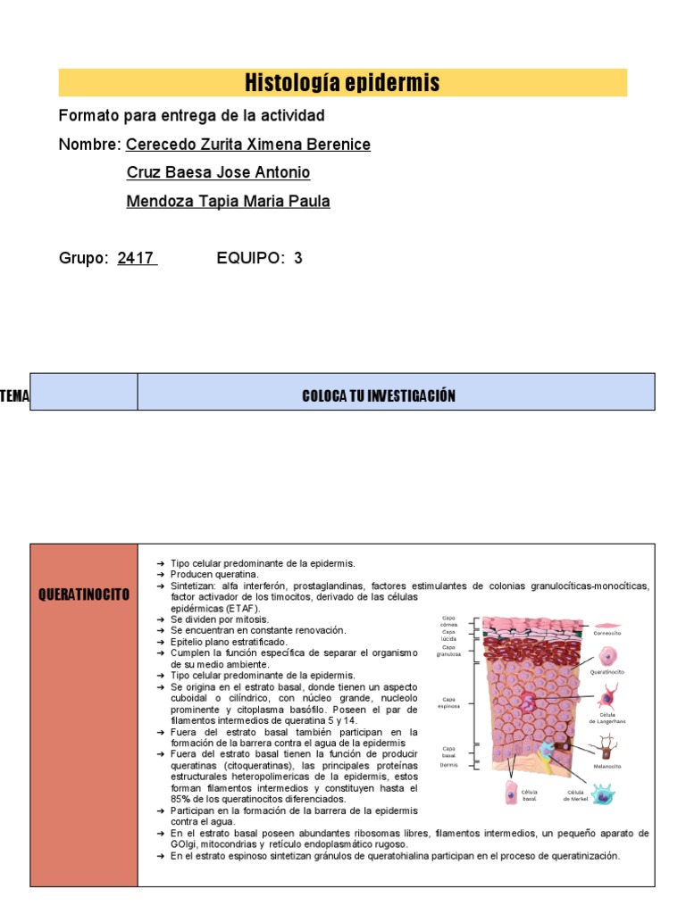 Histología Epidermis Pdf Epidermis Piel