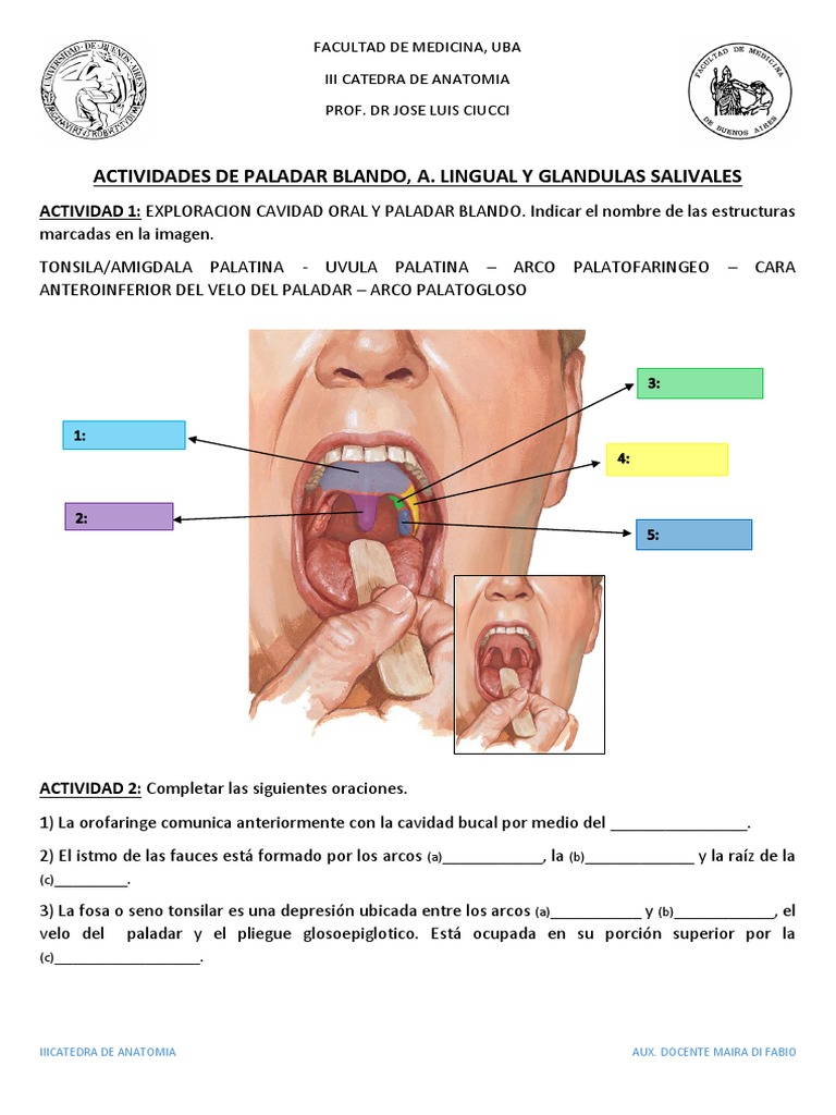 Actividades de Paladar Blando, A. Lingual Y Glandulas Salivales | PDF | Lengua | Anatomía