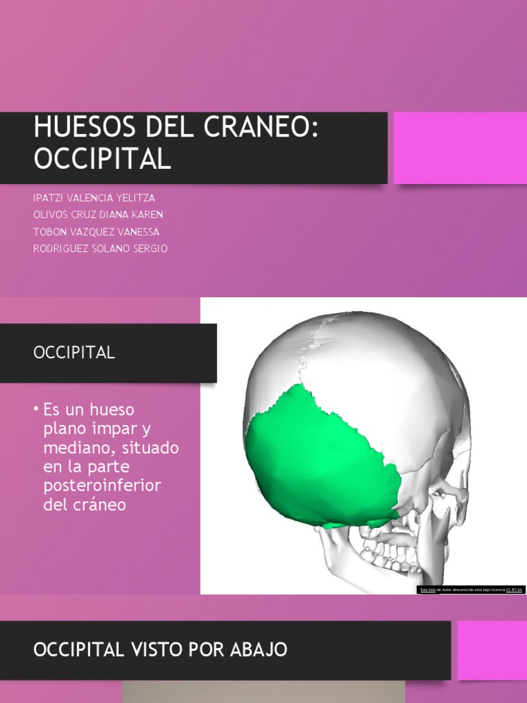 Hueso Occipital | PDF | Cabeza y cuello humanos | Anatomía humana