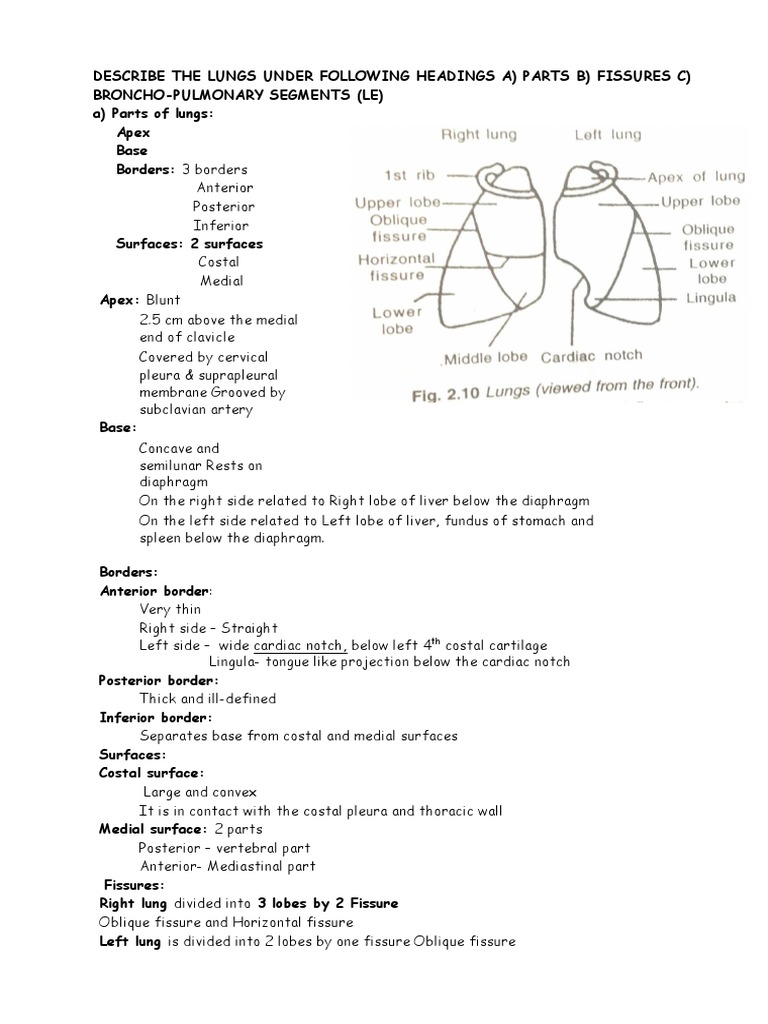 3.LUNGS Medo Notes | PDF | Lung | Anatomical Terms Of Location