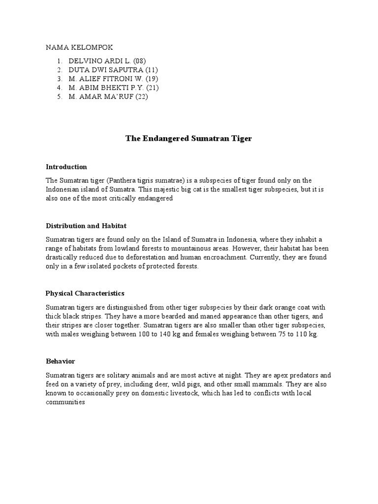 Factual Report Text (The Endangered Sumatran Tiger) | PDF | Tiger ...