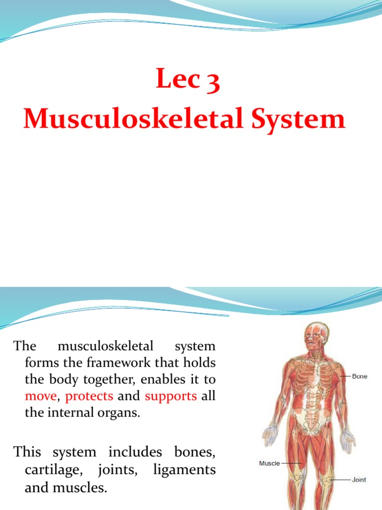 Lec 3 Musculoskeletal System | PDF | Bone | Human Musculoskeletal System