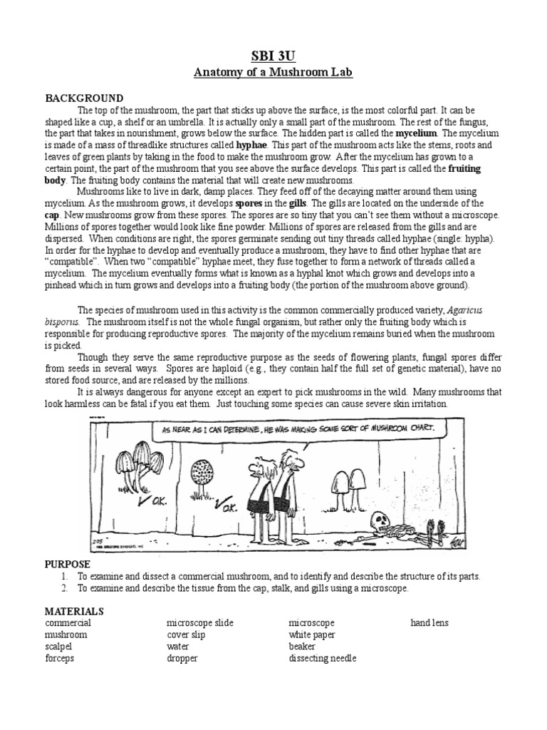 Anatomy of Mushrooms Lab Guide | PDF | Sexual Reproduction | Mushroom