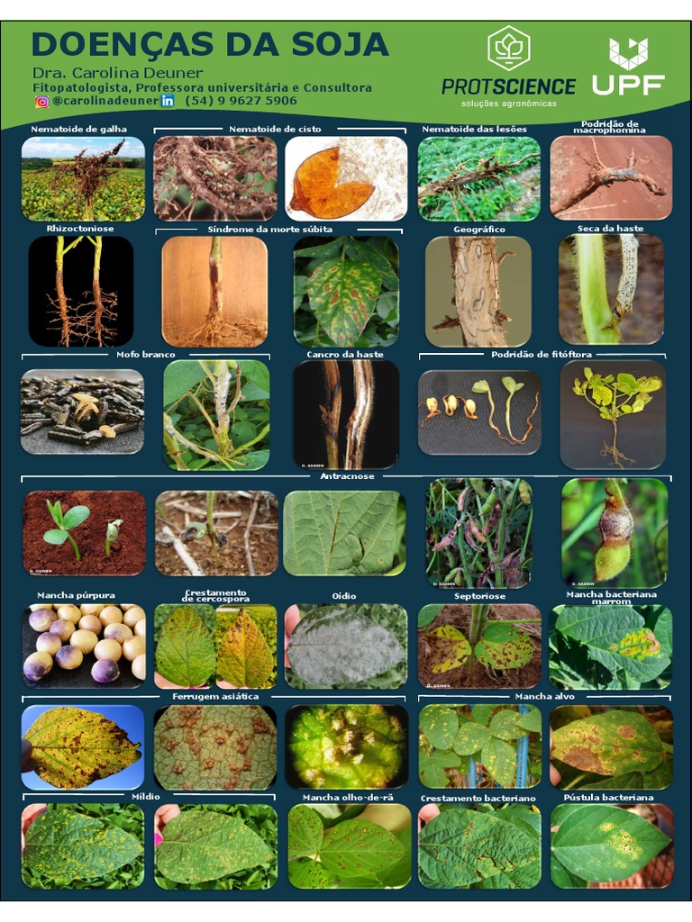 Poster Doenças Da Soja Carolina Deuner 2022 | PDF