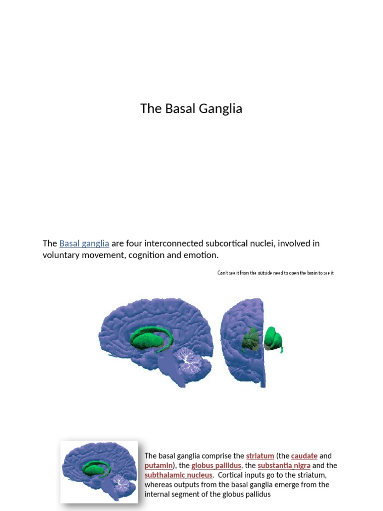 Overview of Basal Ganglia Functions | PDF