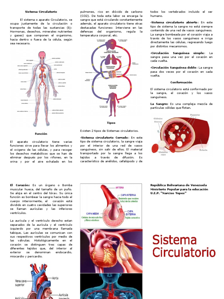 Sistema Circulatorio | PDF | Sistema circulatorio | Corazón