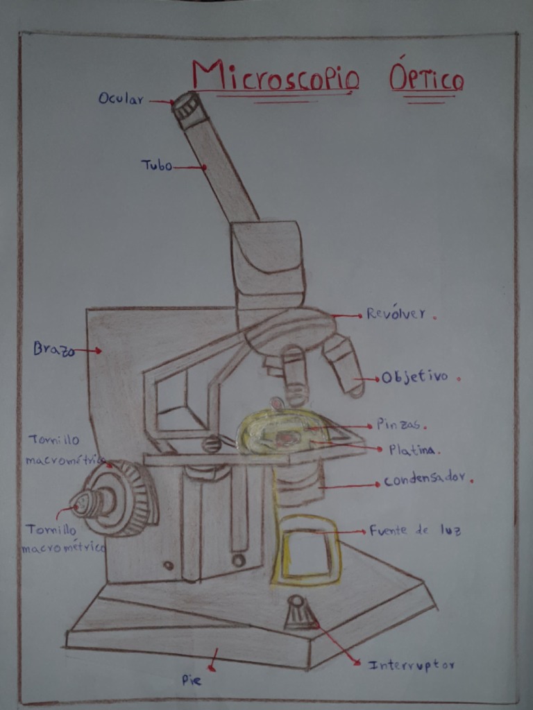 Microscopio y Sus Funciones | PDF