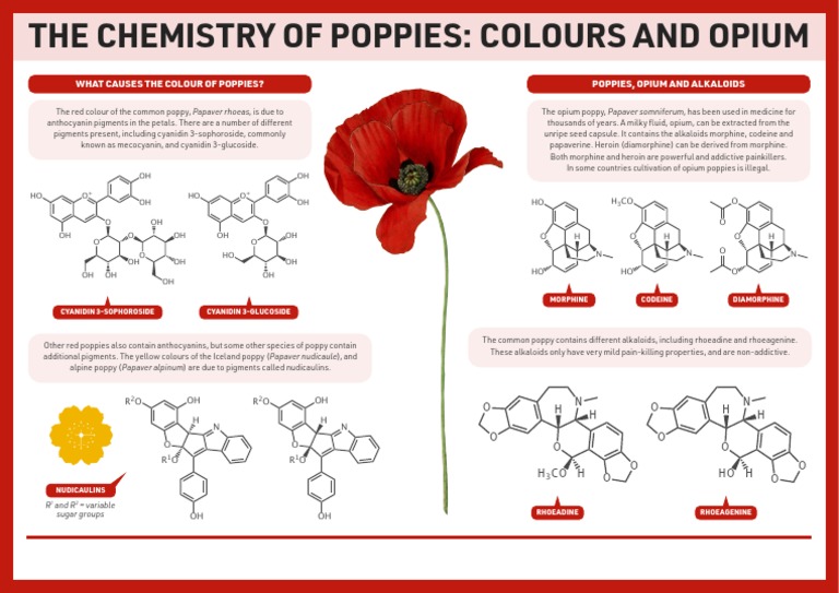 The Chemistry of Poppies | PDF | Opium | Heroin