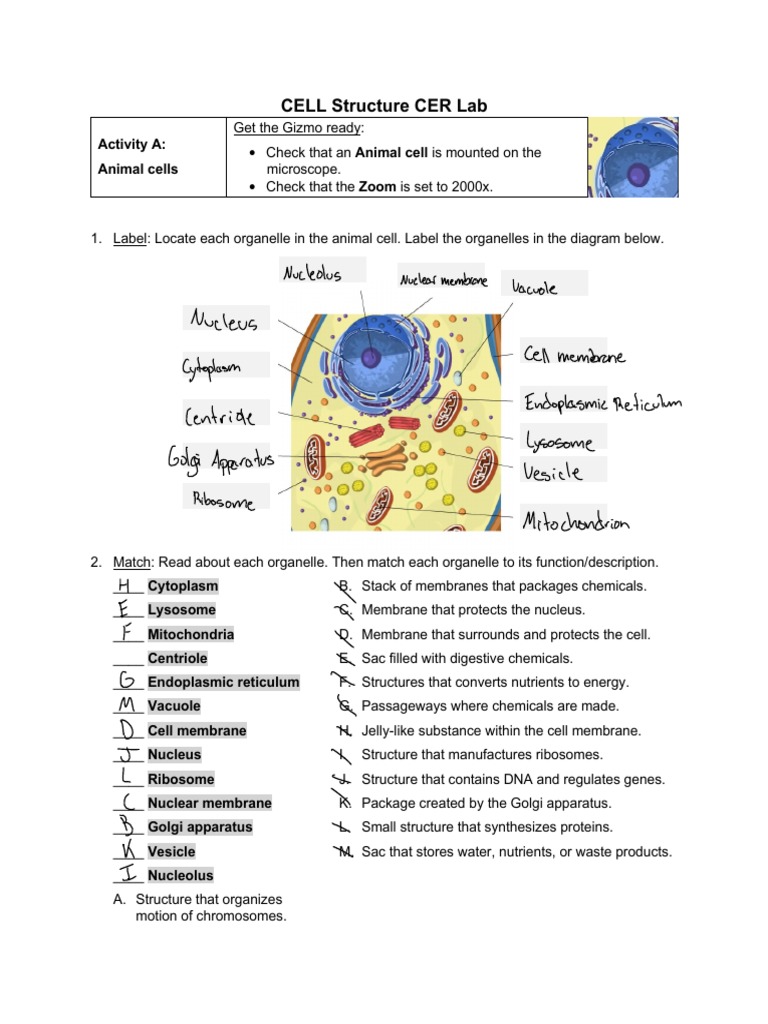 CER Cell Structure Lab | PDF | Cell (Biology) | Eukaryotes