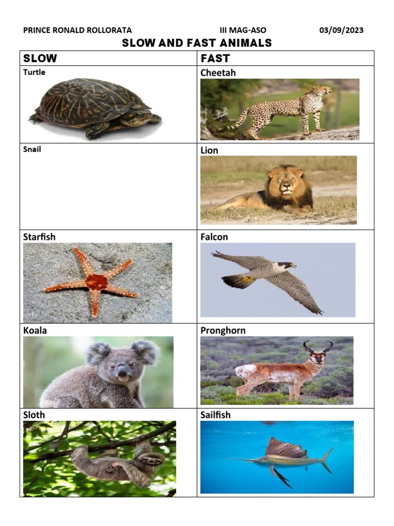 Slow Fast Animals | PDF