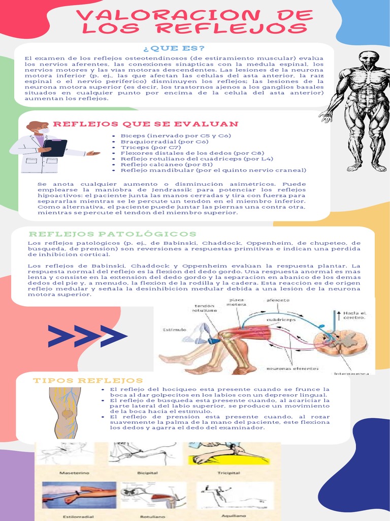 Infografia Valoracion de Los Reflejos | PDF | Nervio | Anatomía