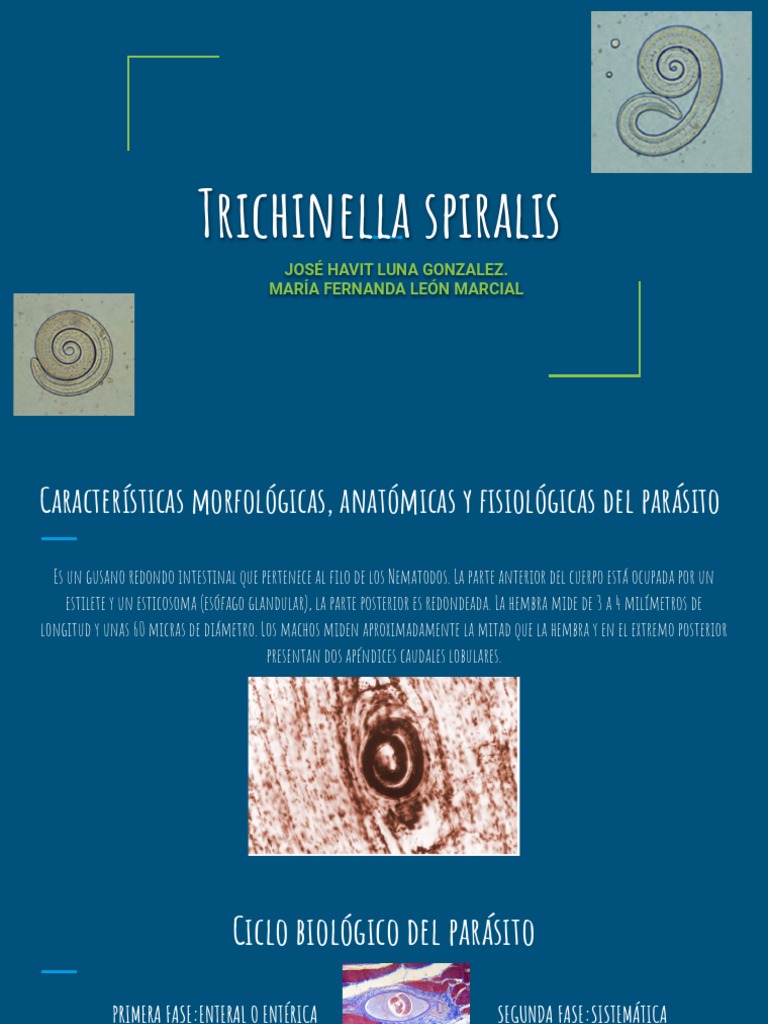 Morfología y ciclo de Trichinella spiralis | PDF | Especialidades ...