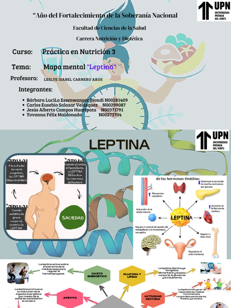 Mapa mental- leptina | PDF | Leptina | Hueso