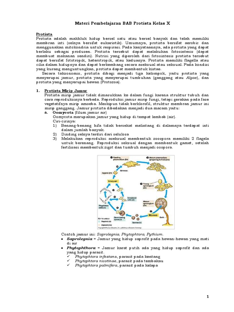 Protista: Ciri dan Klasifikasinya | PDF