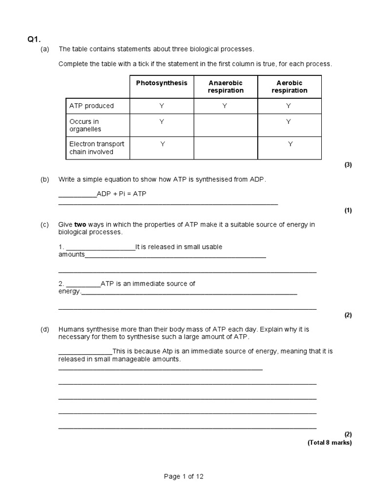 Respiration Questions | PDF | Adenosine Triphosphate | Cellular Respiration