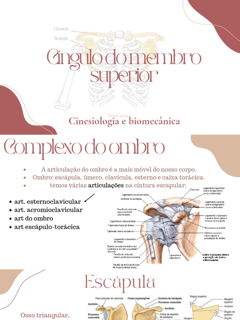 Cinesiologia Da Cintura Escapular | PDF | Sistema Locomotor | Anatomia ...