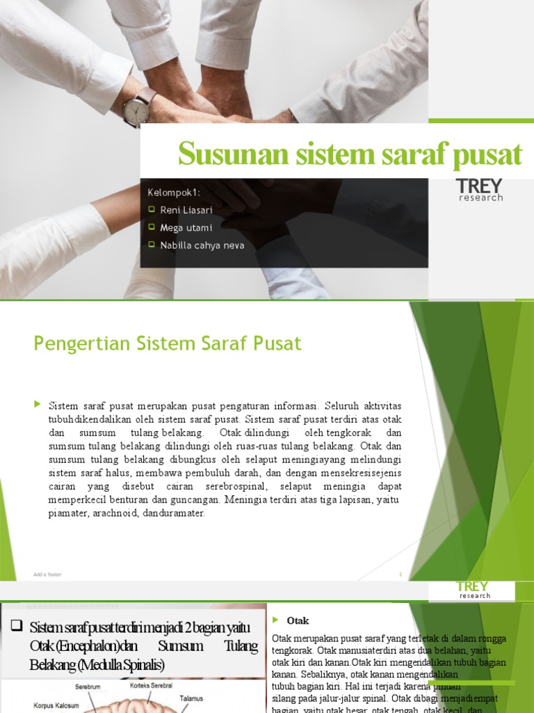Susunan Sistem Saraf Pusat: Kelompok1: Reni Liasari Mega Utami Nabilla Cahya Neva | PDF | Sains ...
