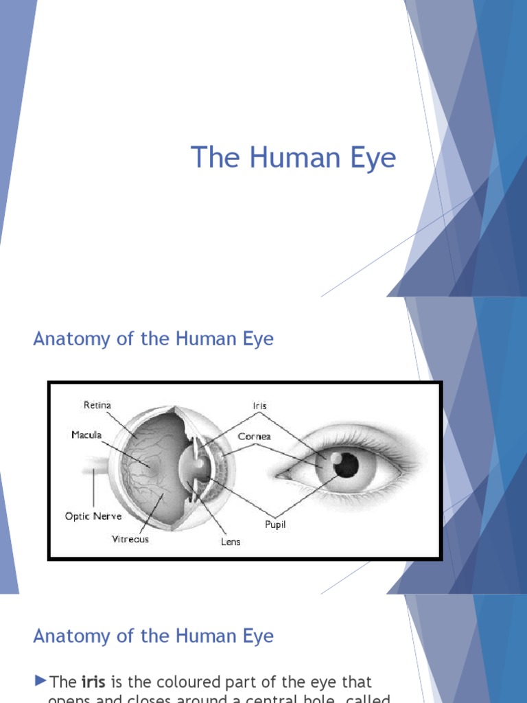 The Human Eye | PDF