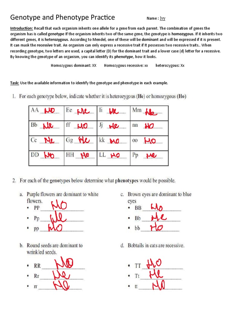 Genotype Phenotype Worksheet Practice | PDF | Dominance (Genetics) | Genotype