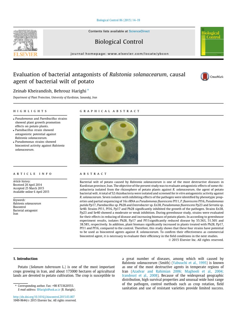 Evaluation of Bacterial Antagonists of Ralstonia Solanacearum, Causal ...