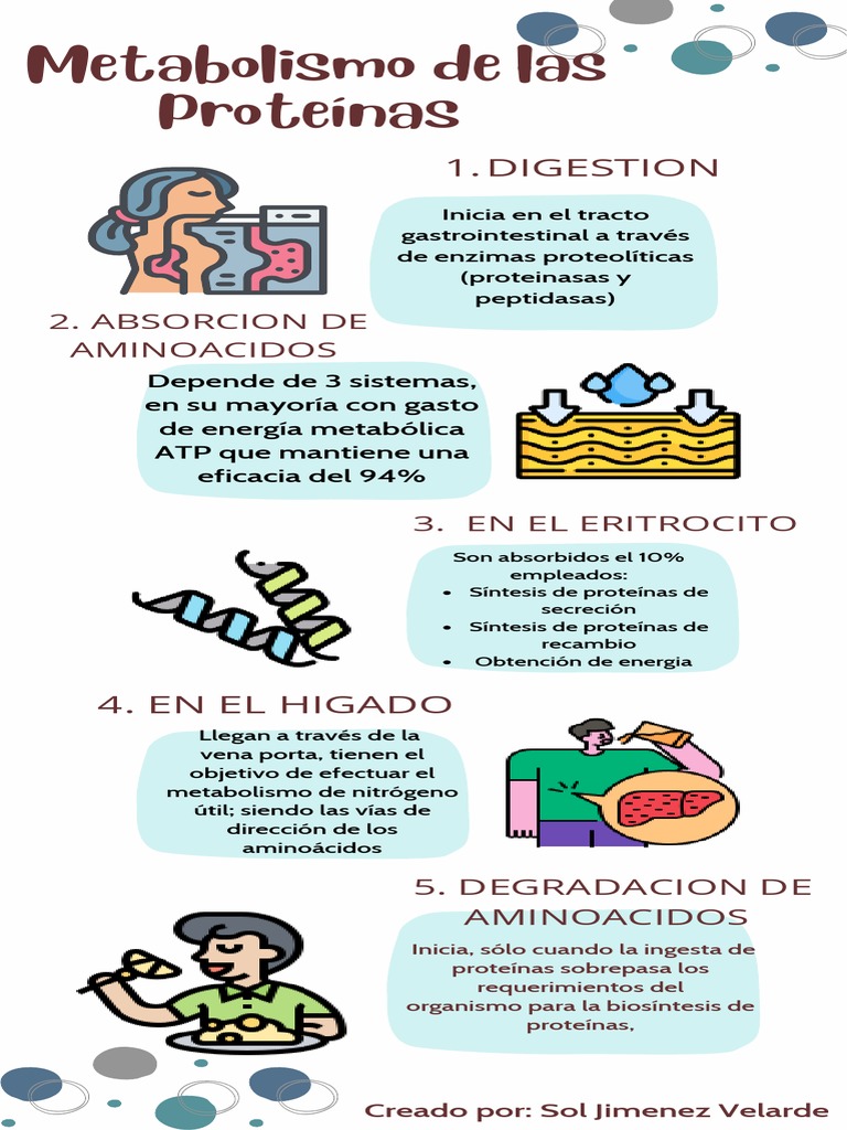 Metabolismo de Las Proteinas | PDF