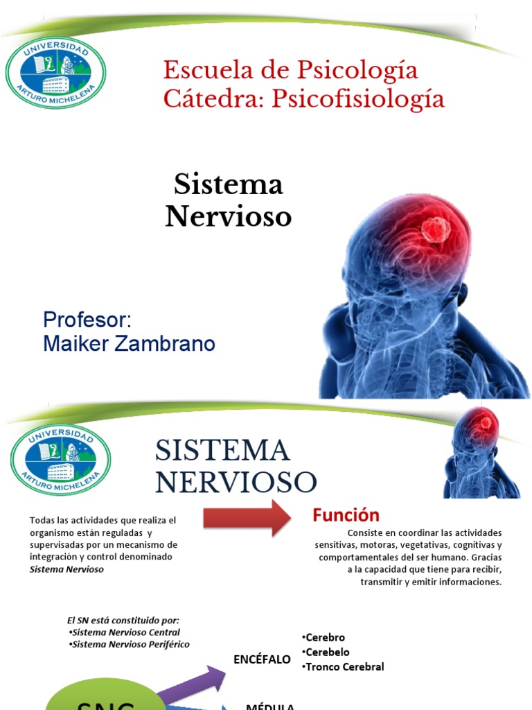 Sistema Nervioso | PDF | Cerebro | Neurona