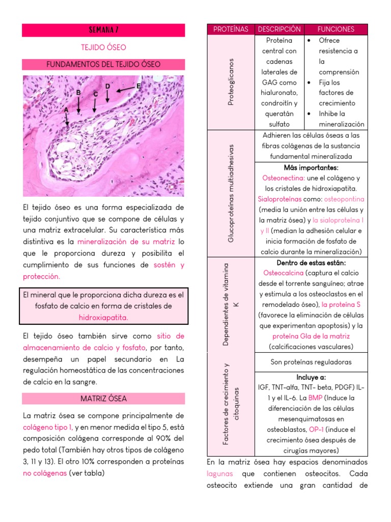 Histología - Tejido Óseo | PDF | Hueso | Cartílago