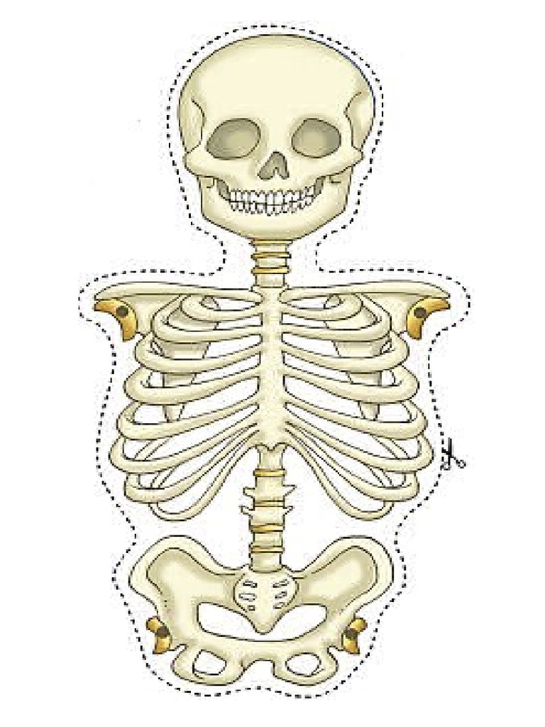 Armar Esqueleto 2 | PDF