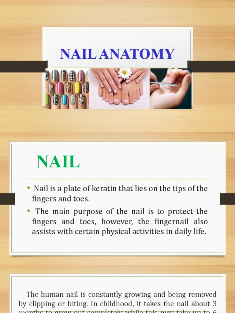 Nail Anatomy | PDF