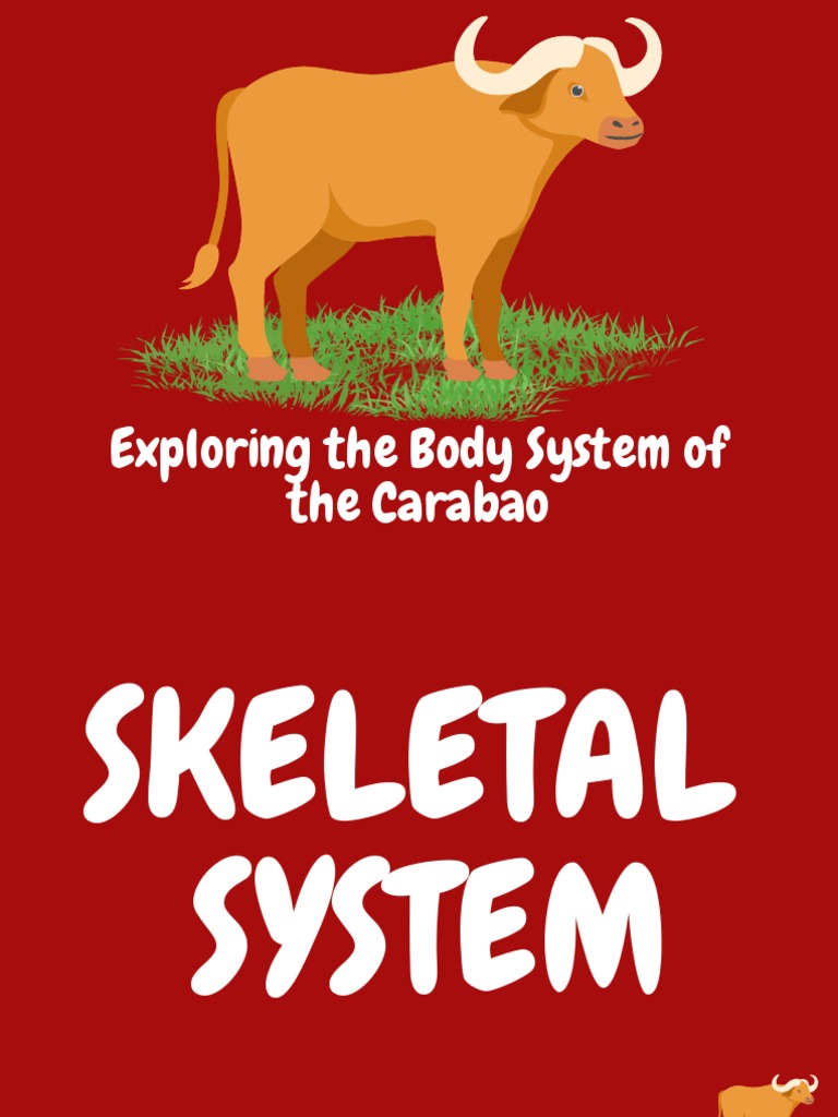 The Anatomy and Functions of the Skeletal, Muscular, and Nervous ...