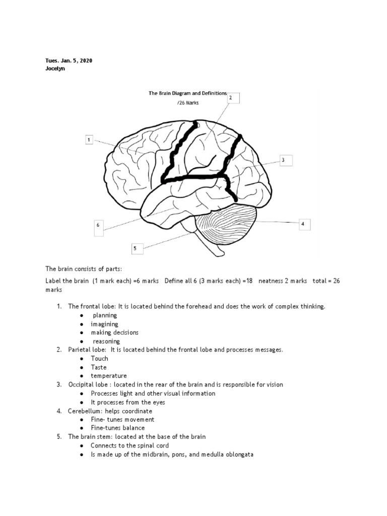 The Brain Diagram and Definitions | PDF | Self-Improvement