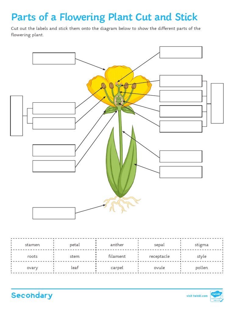 Flowering Plant Parts Parts Of A Plant | Worksheet | Education.com
