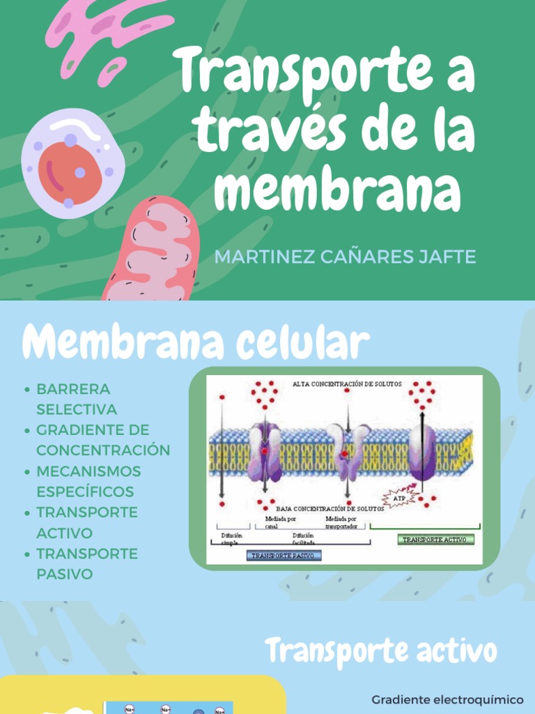 Transporte A Través de La Membrana | PDF | Fisiología | Ciencias fisicas