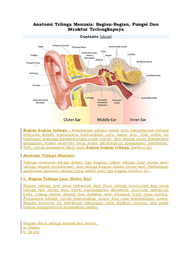 Anatomi Telinga Manusia | PDF