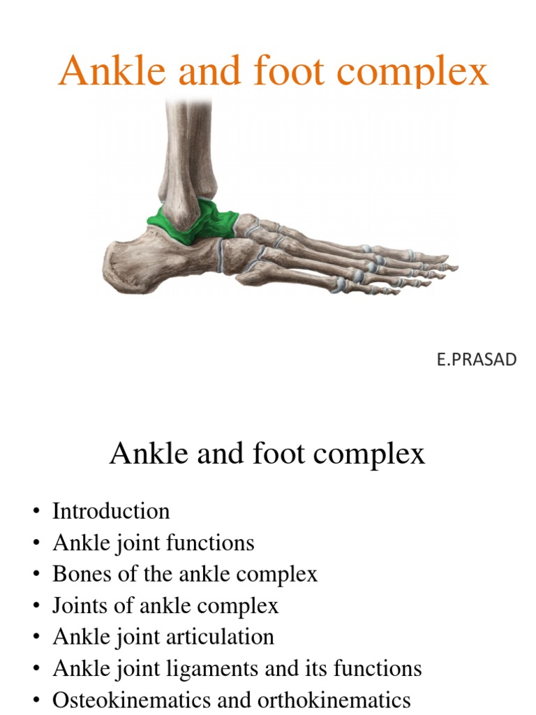 Ankle Joint | PDF | Ankle | Foot
