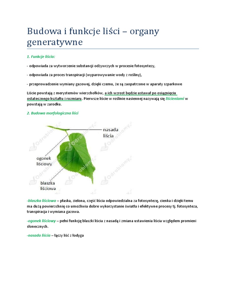 Budowa I Funkcje Liści | PDF