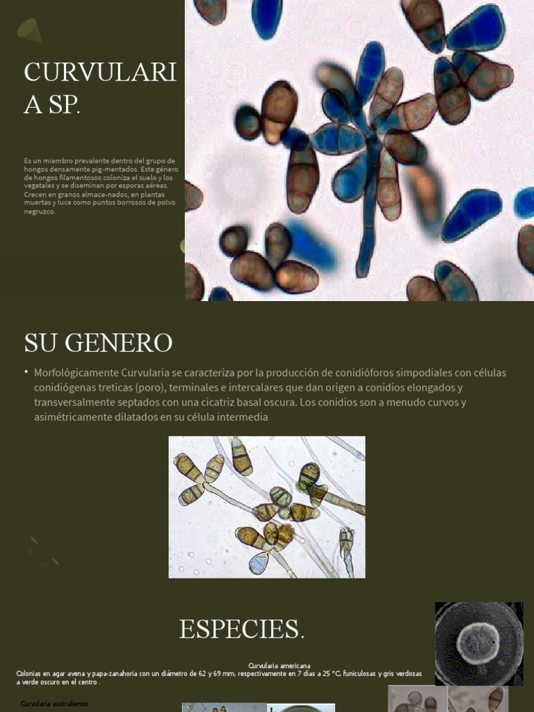 Curvulari A SP | PDF | Patata | Anatomía