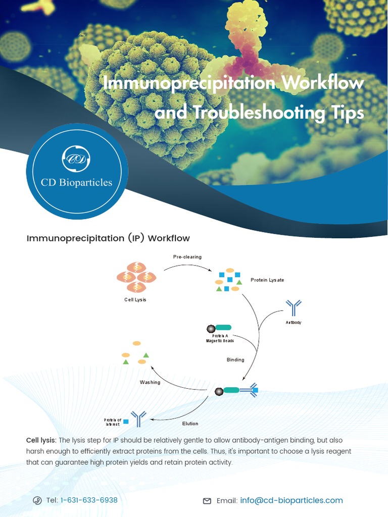 Immunoprecipitation Workflow and Troubleshooting Tips | PDF ...