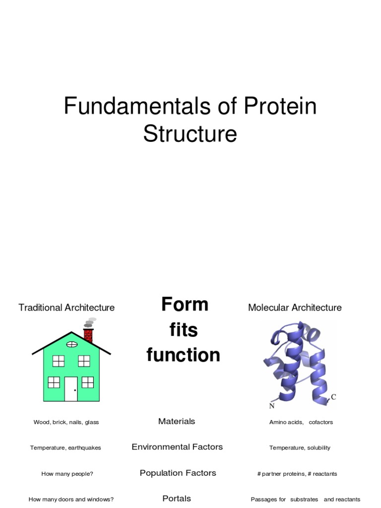 Fundamentals of Protein Structure | PDF | Alpha Helix | Beta Sheet
