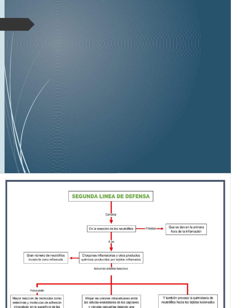 Diapositivas para Fisiologia Linea de Defensa Secundaria | PDF