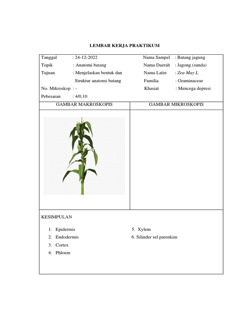 Batang (Caulis) | PDF